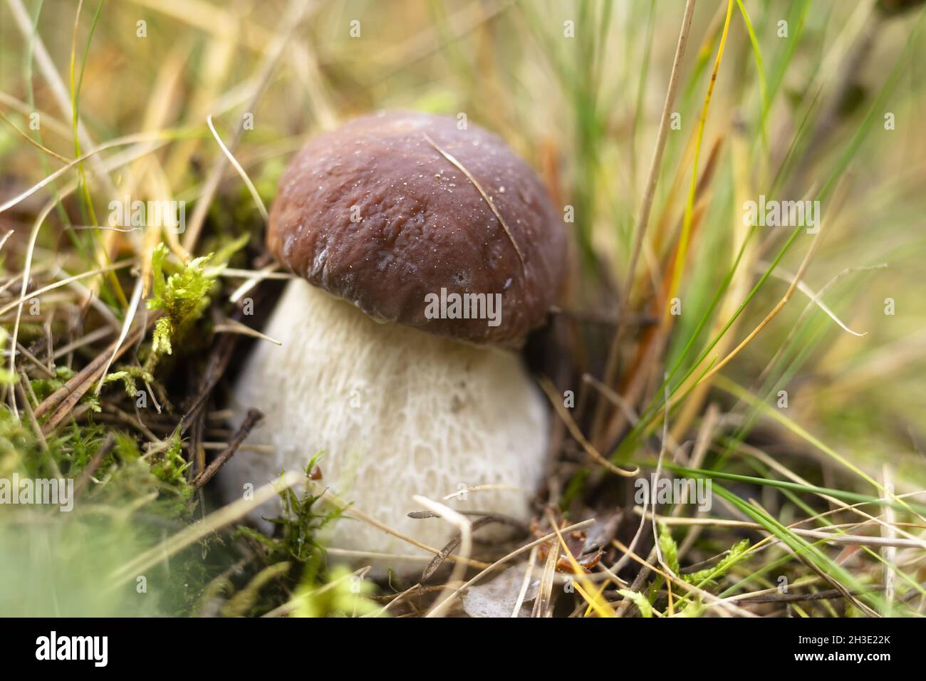 Mushrooms Bolete, fungus in the wild (Boletus pinophilus Stock Photo ...