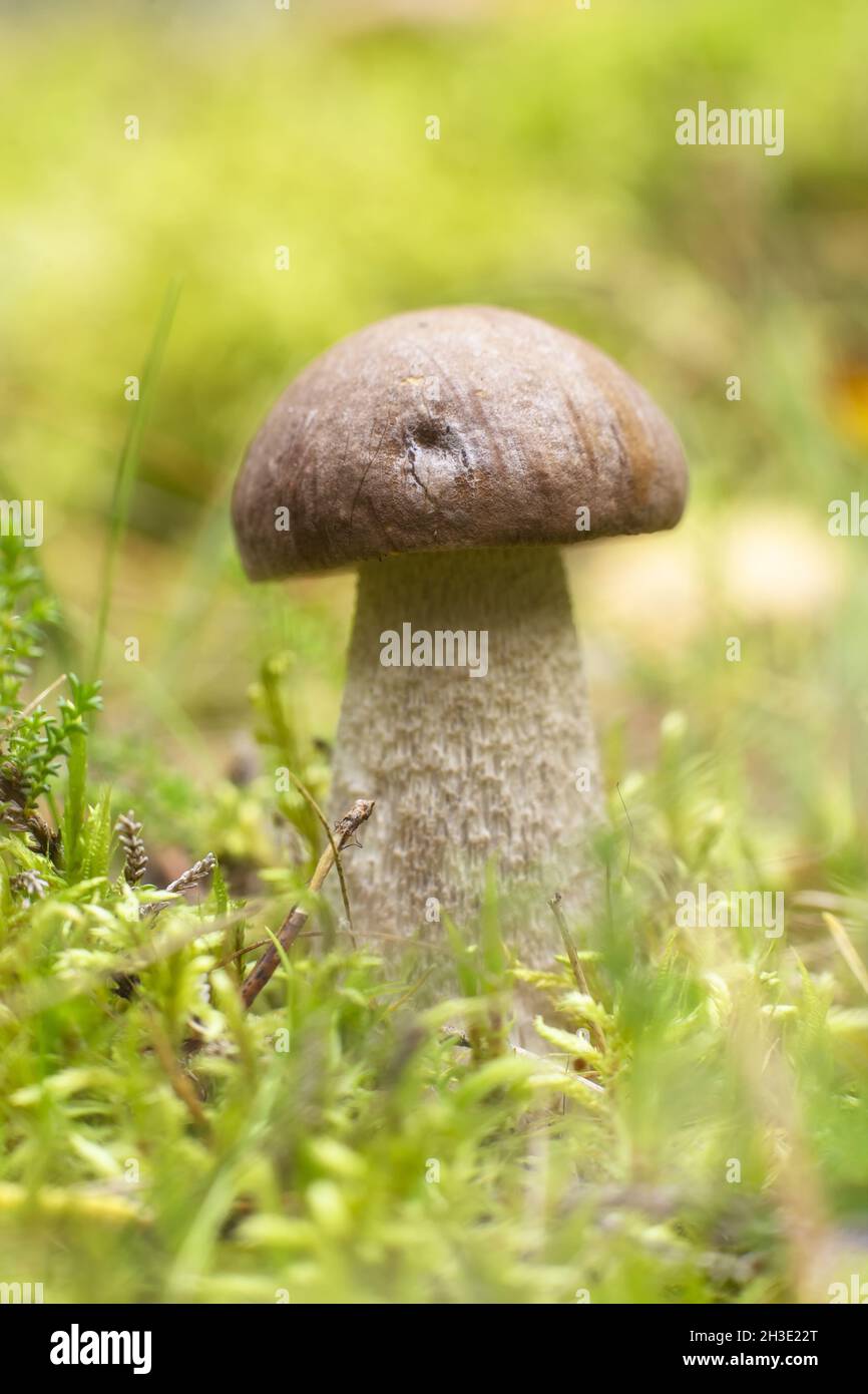 Mushrooms Bolete, fungus in the wild (Boletus pinophilus Stock Photo ...