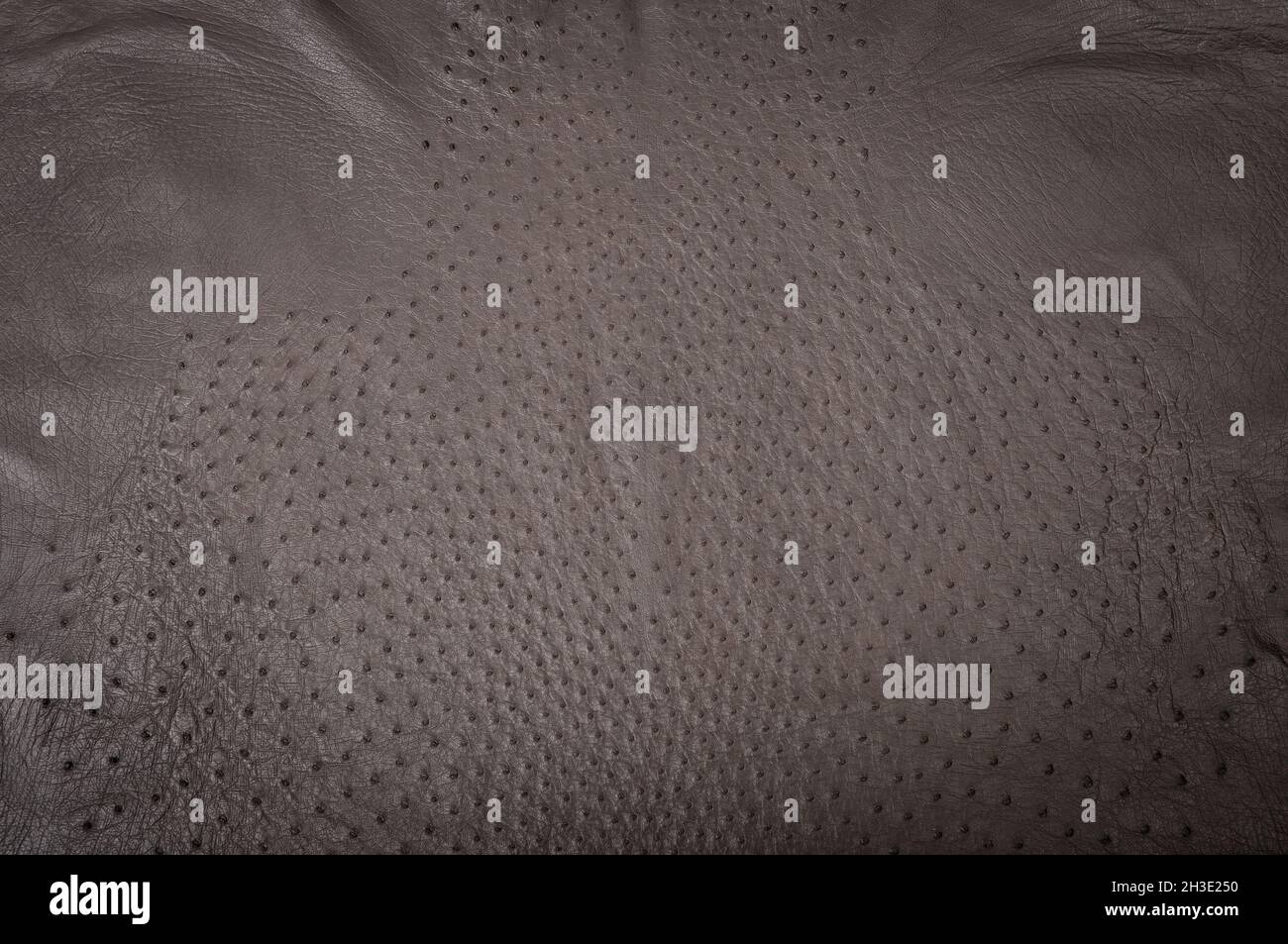 Background from a ostrich genuine leather gray, original ostrich skin ...