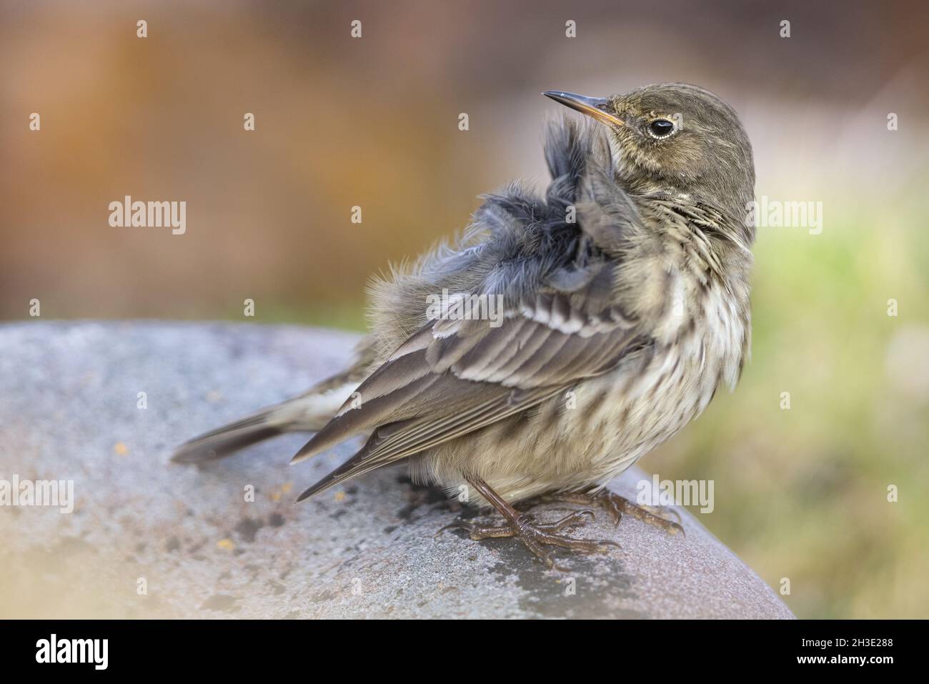Rock Pipit arranging its plummage, Scottish Highlands Stock Photo - Alamy