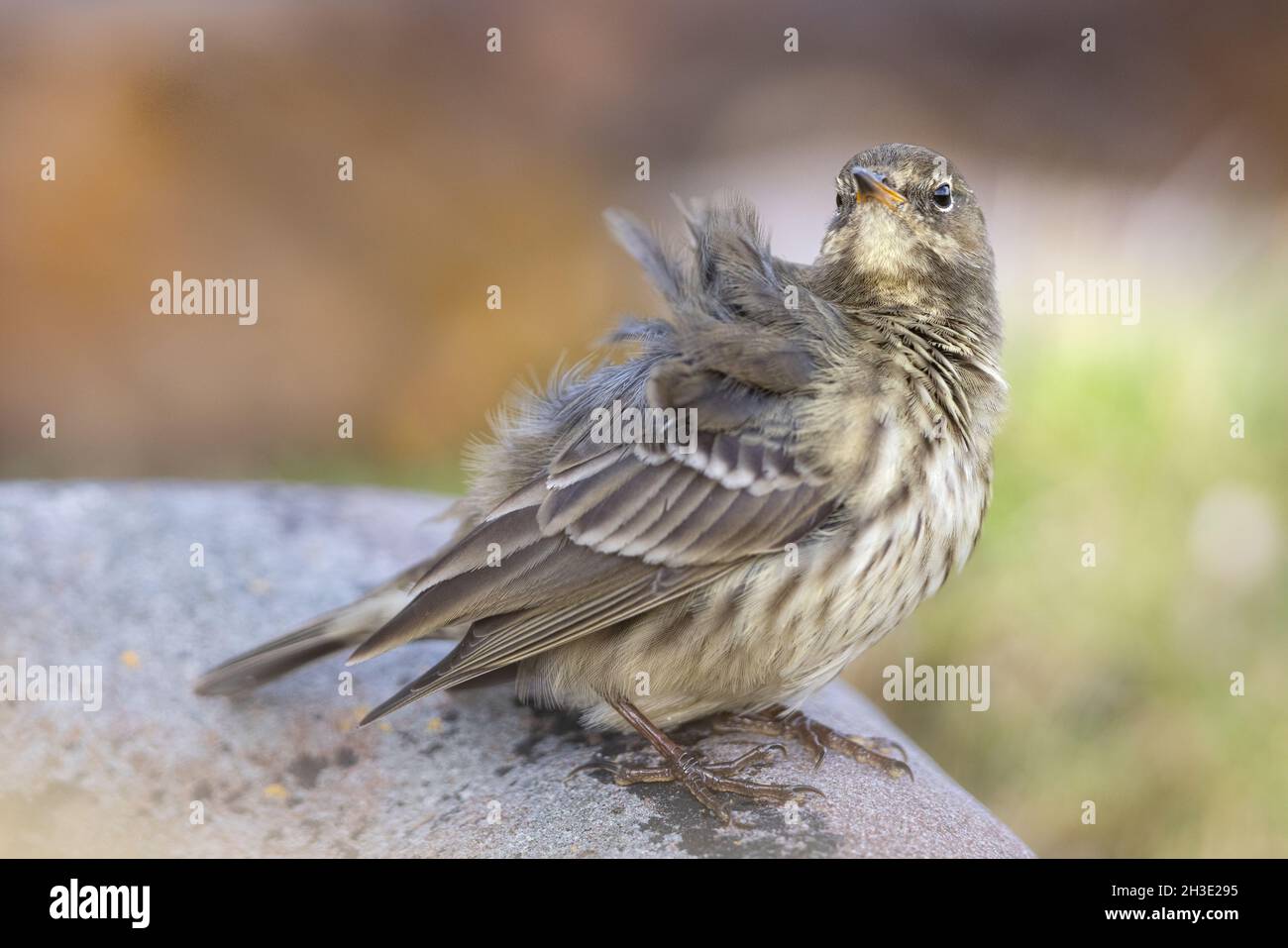 Rock Pipit arranging its plummage, Scottish Highlands Stock Photo - Alamy