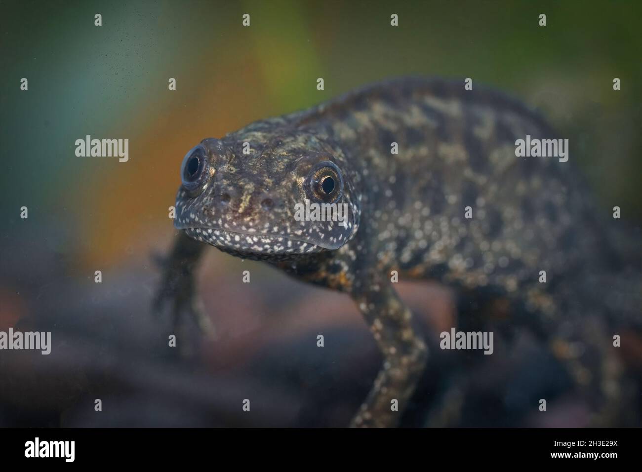 Closeup on the head of an aquatic Macedonian crested newt, Triturus ...