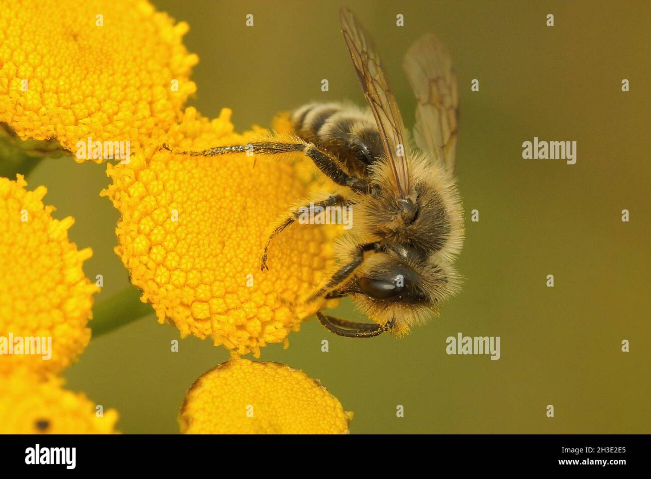 Closeup on a male Yellow legged mining bee, Andrena flavipes Stock ...