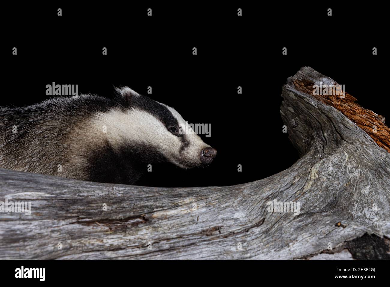 Badger in scotland hi-res stock photography and images - Alamy
