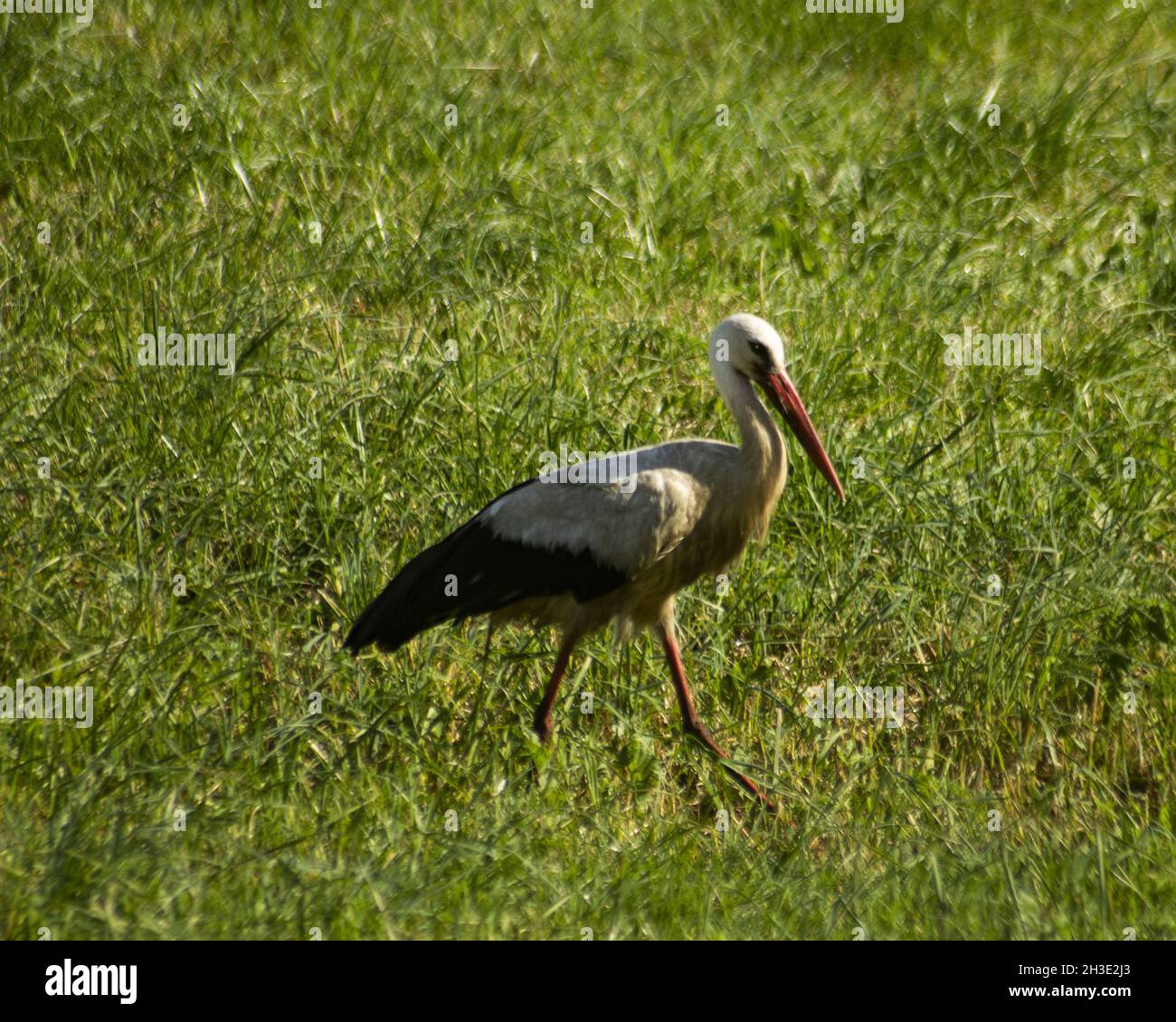 horizontal photo of a beautiful white stork Stock Photo - Alamy
