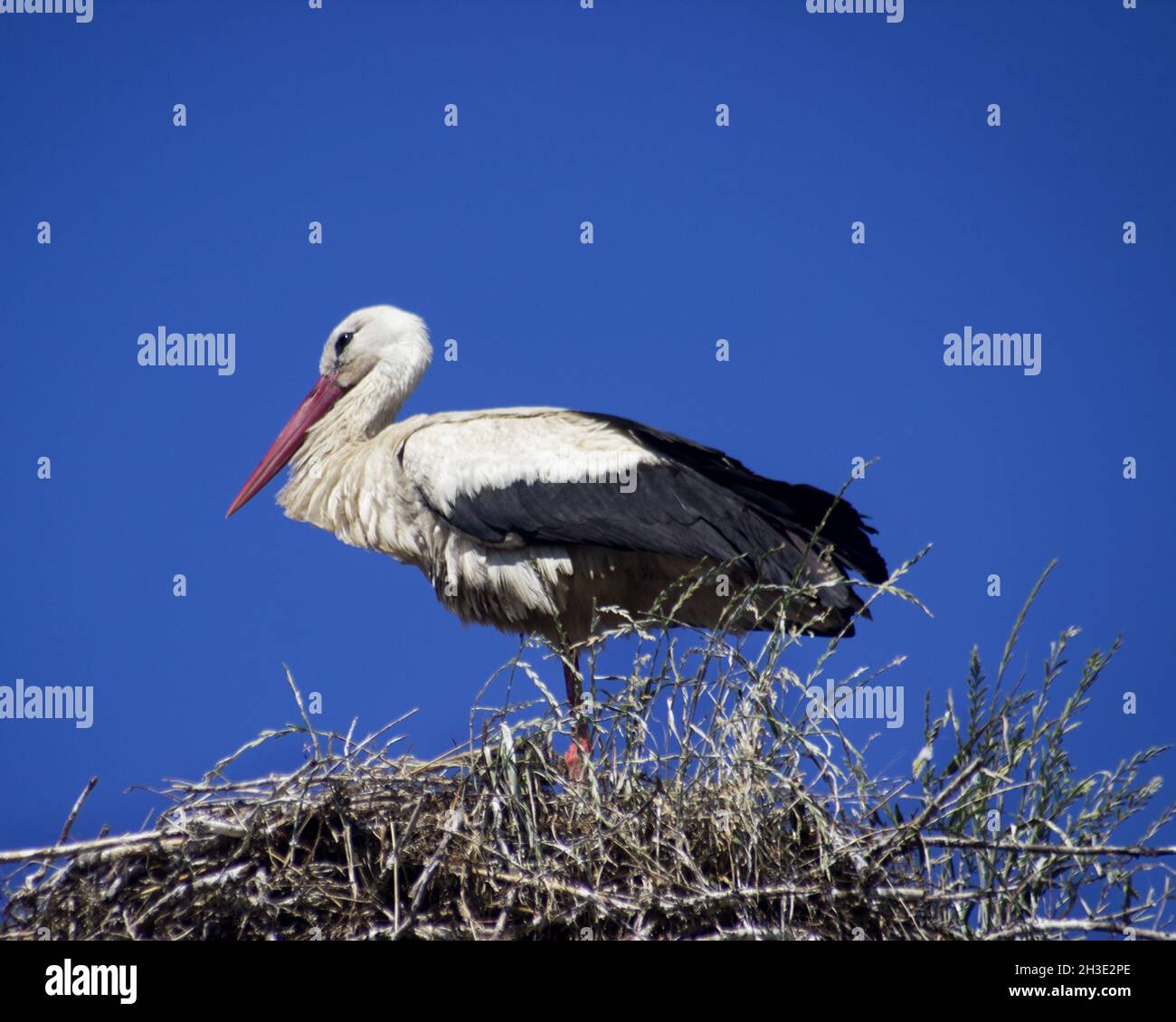 horizontal photo of a beautiful white stork Stock Photo - Alamy