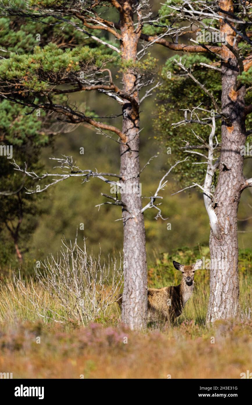 Red Deer hind sheltering under a tree in the Scottish Highlands Stock ...