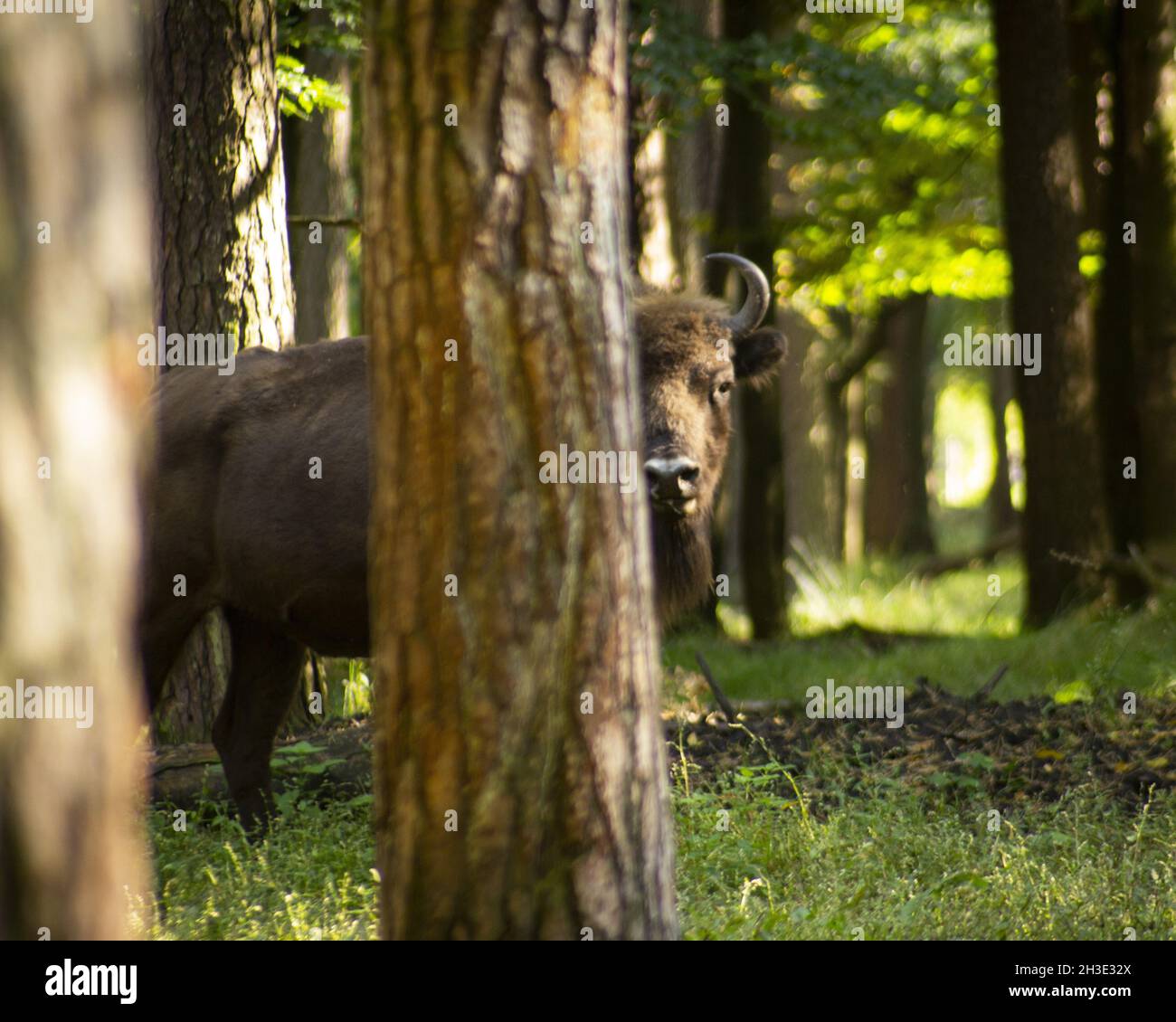 Horizontal photo of a wisent in the wilderness Stock Photo - Alamy