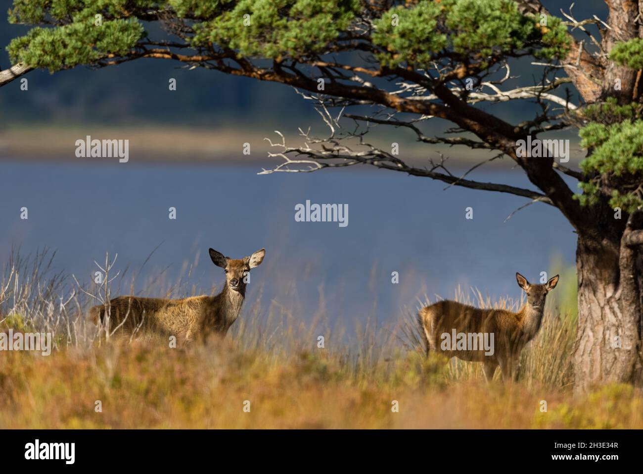 Red Deer hind sheltering under a tree in the Scottish Highlands Stock ...