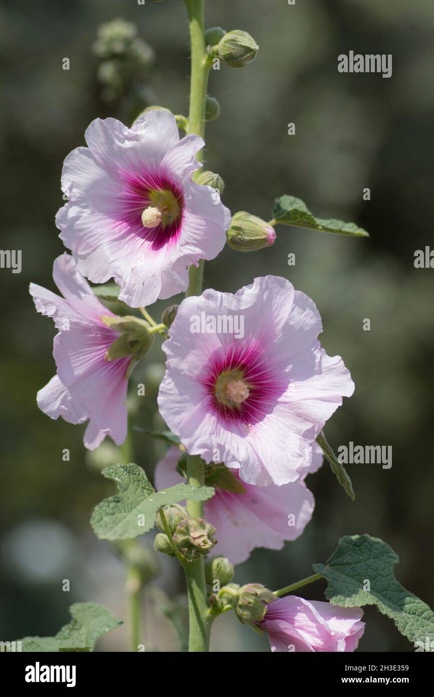 Blossoming flower of the Bristly hollyhock (Alcea setosa), an ...
