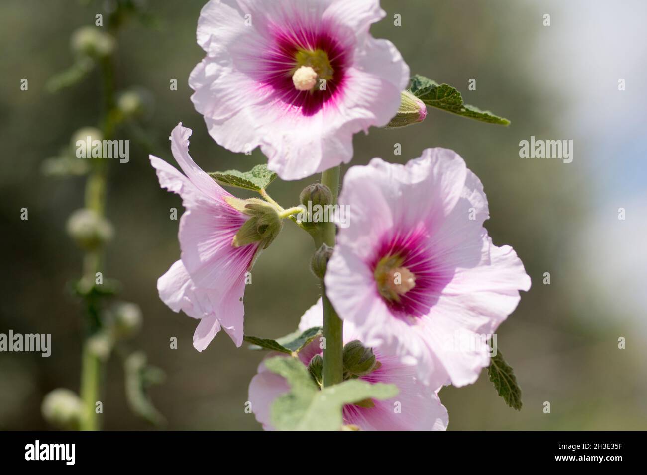 Blossoming flower of the Bristly hollyhock (Alcea setosa), an ...