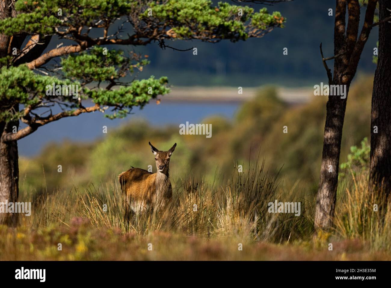 Red Deer hind sheltering under a tree in the Scottish Highlands Stock ...