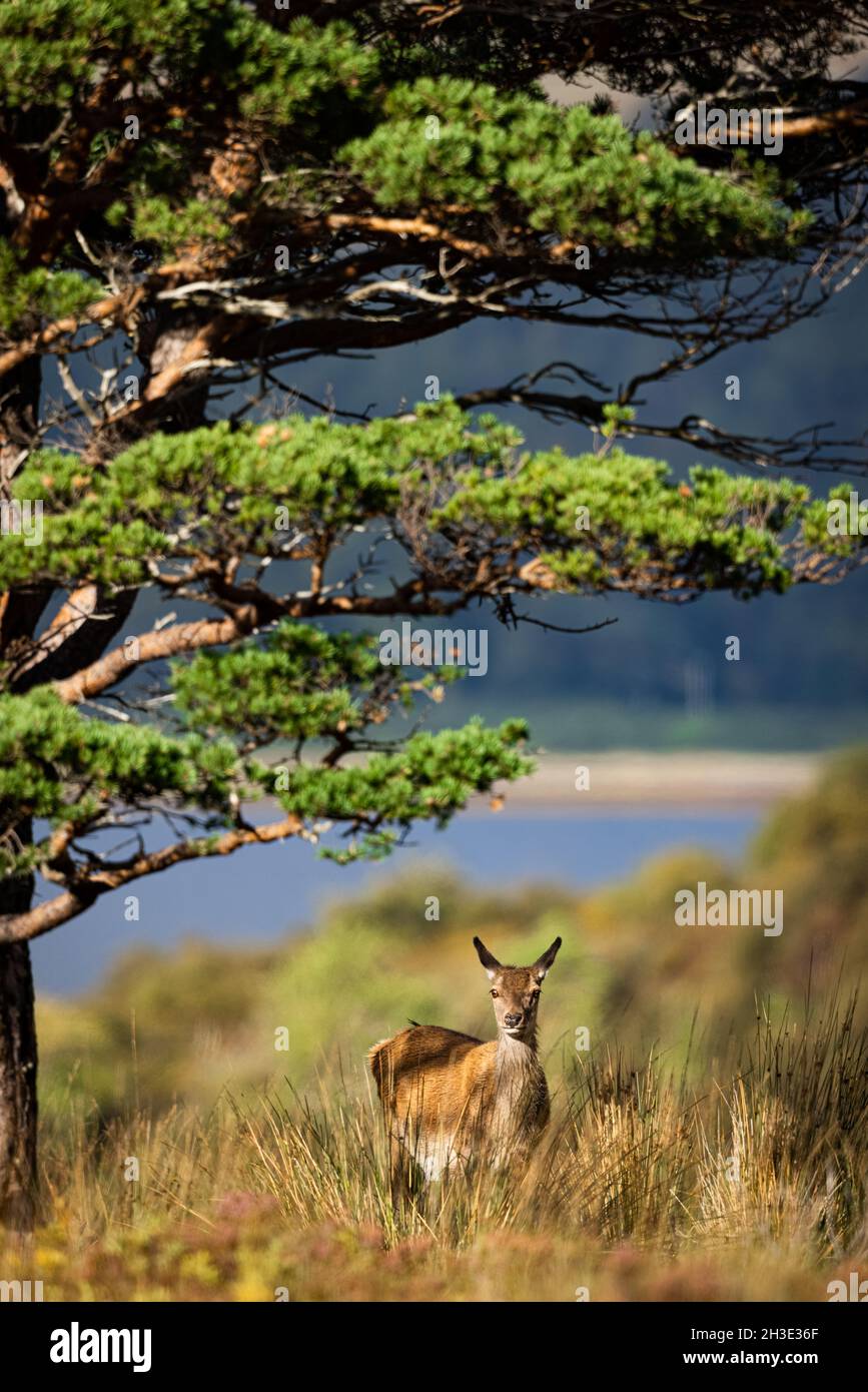 Red Deer hind sheltering under a tree in the Scottish Highlands Stock ...
