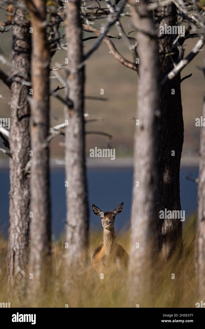 Red Deer hind sheltering under a tree in the Scottish Highlands Stock ...