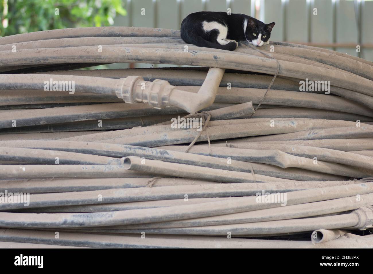 Black and white domestic cat (Felis catus) sleeping on top of a large ...