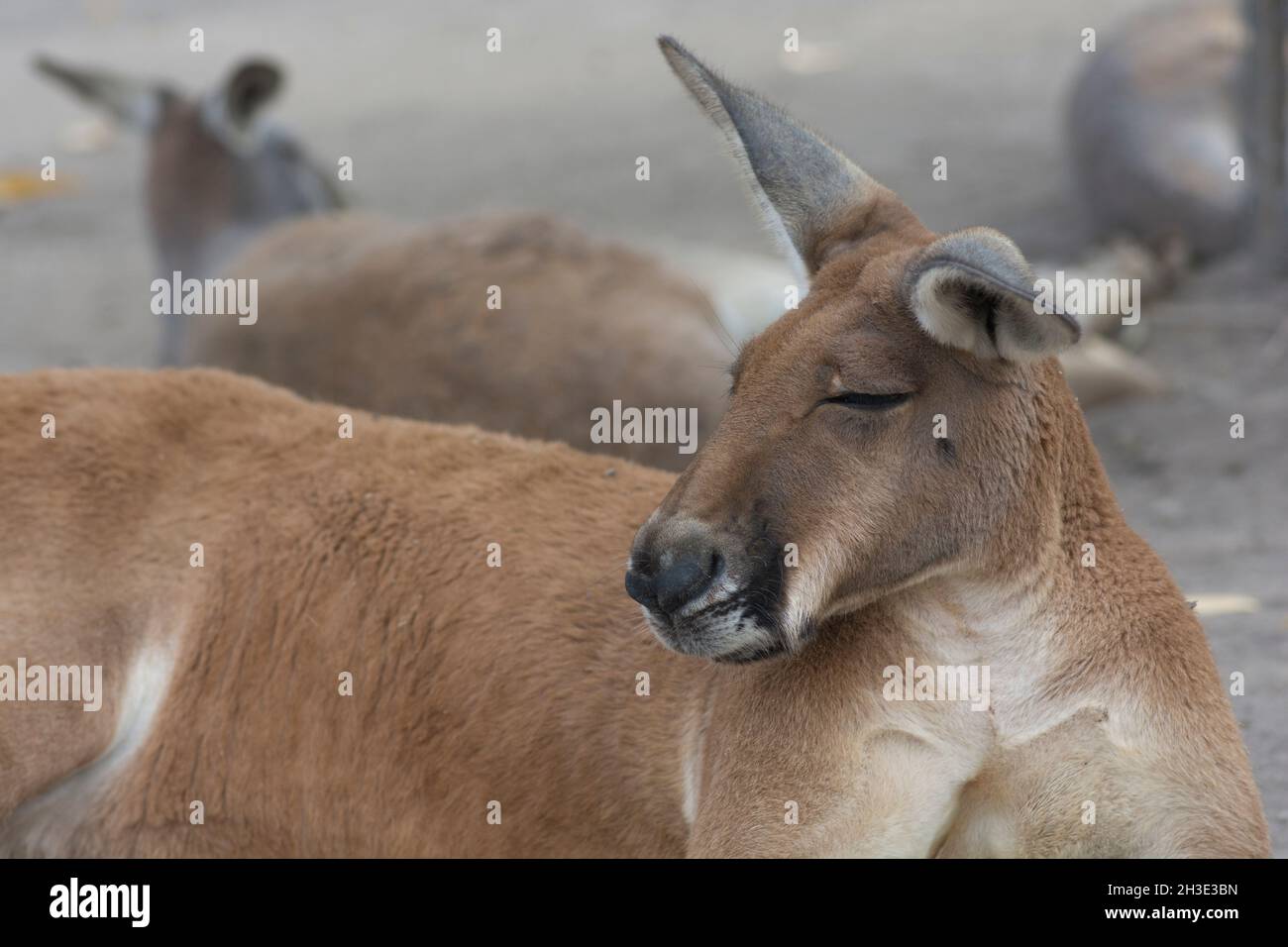 Portrait of a Red Kangaroo (Osphranter rufus), the largest of all ...