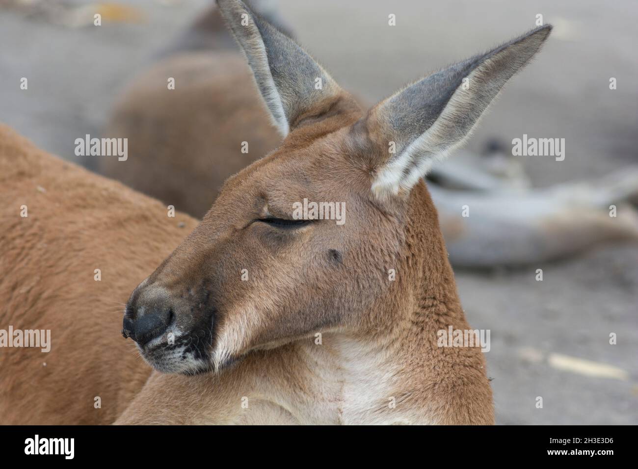 Portrait of a Red Kangaroo (Osphranter rufus), the largest of all ...