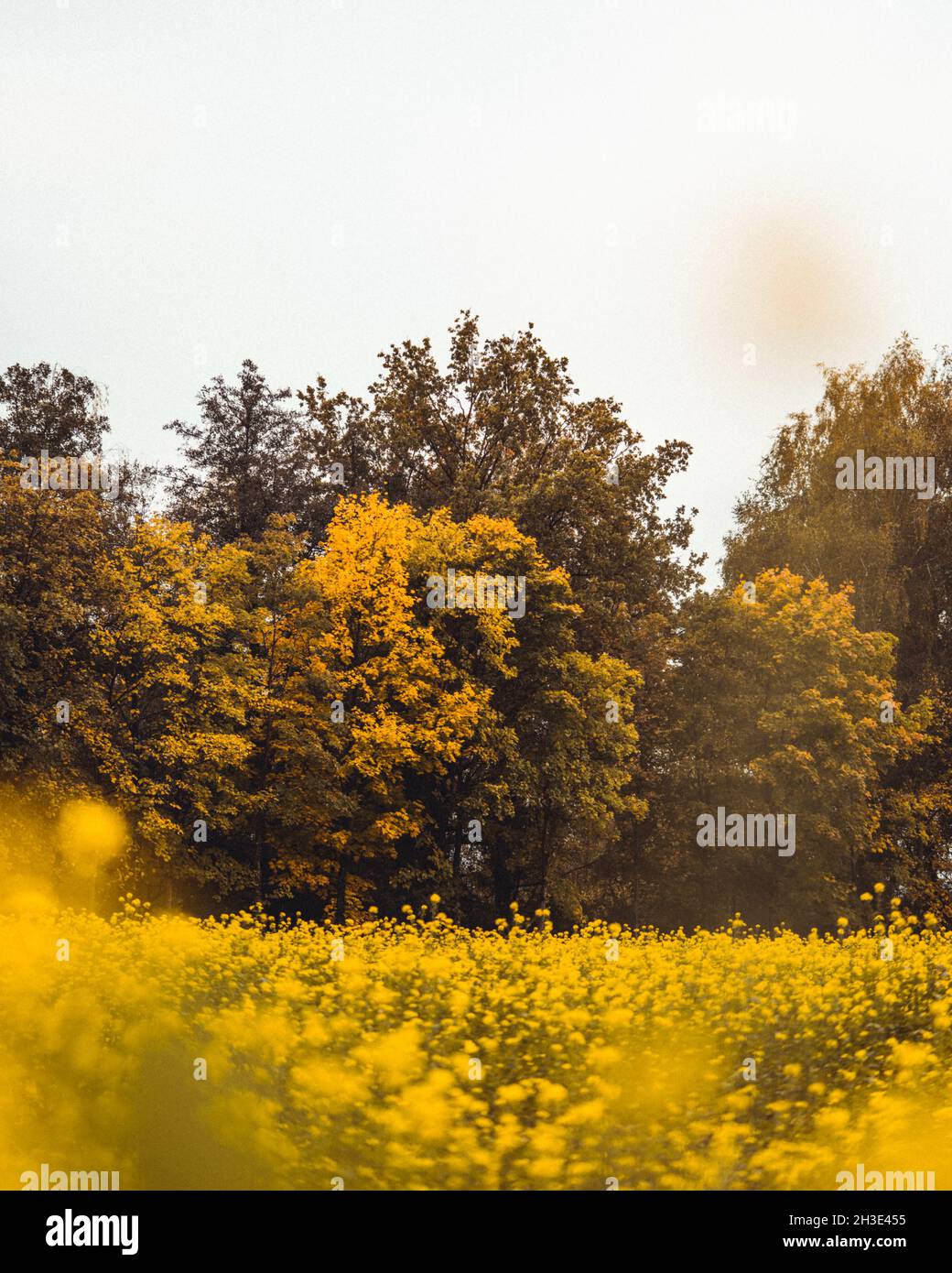 Beautiful scenery of yellow flowers meadow and green trees with yellow ...