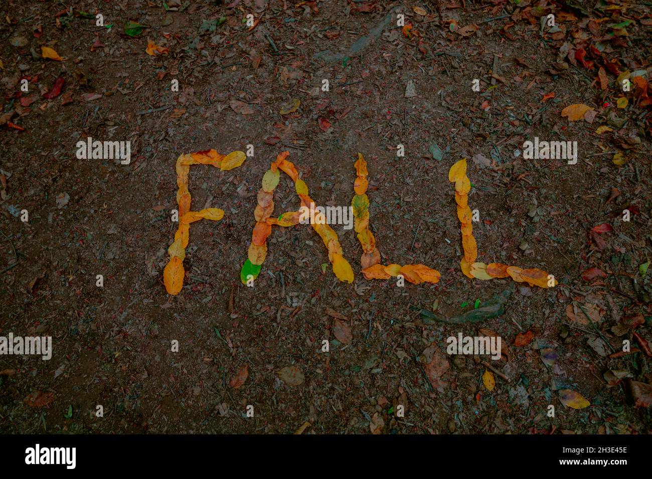 Fall text written with brown leaves on the forest ground. Autumn ...
