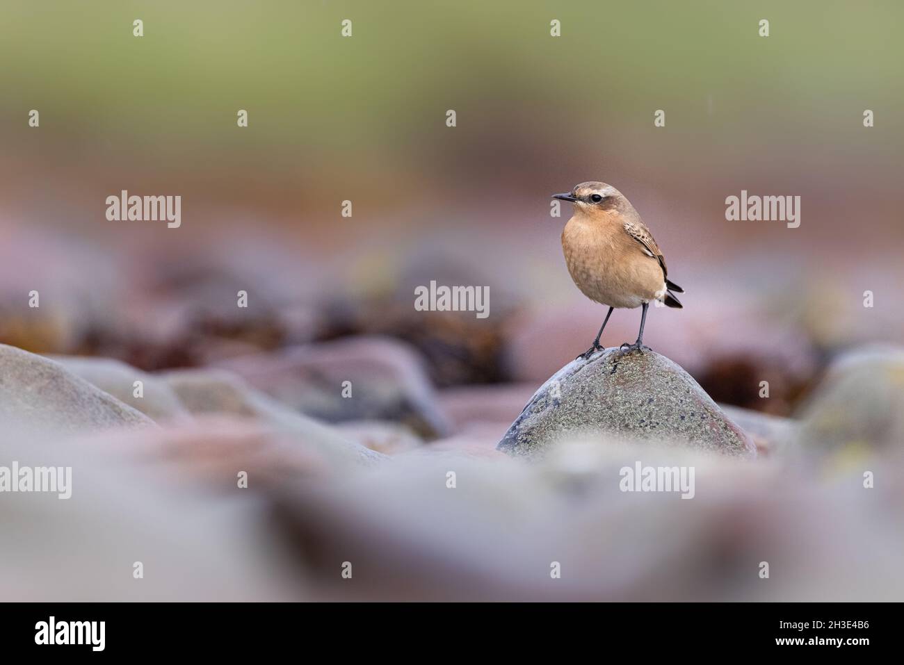 Scottish wild birds hi-res stock photography and images - Alamy