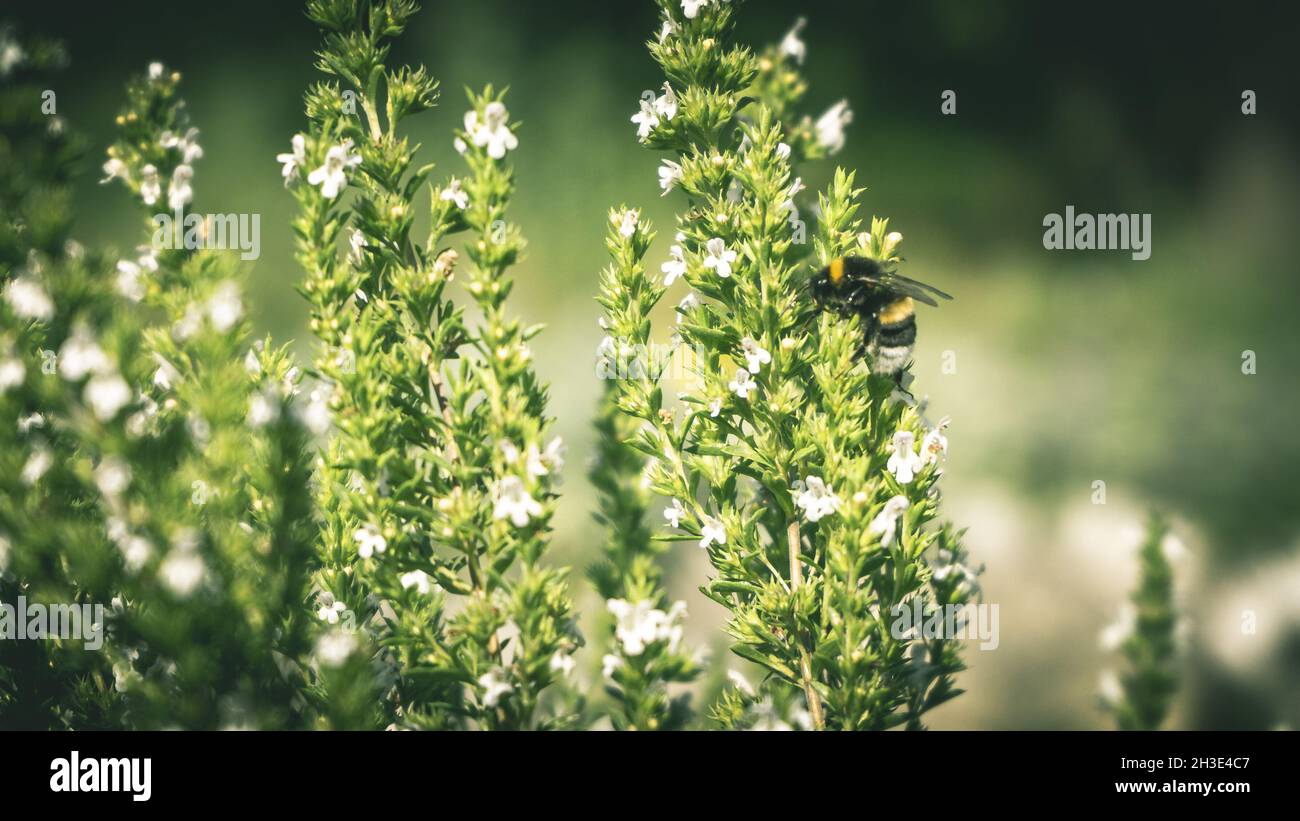 Selective focus shot of hyssop plants with a honey bee collecting ...