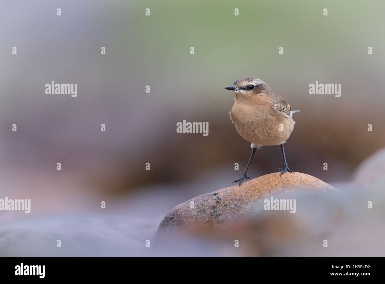 Scottish birdwatching hi-res stock photography and images - Alamy
