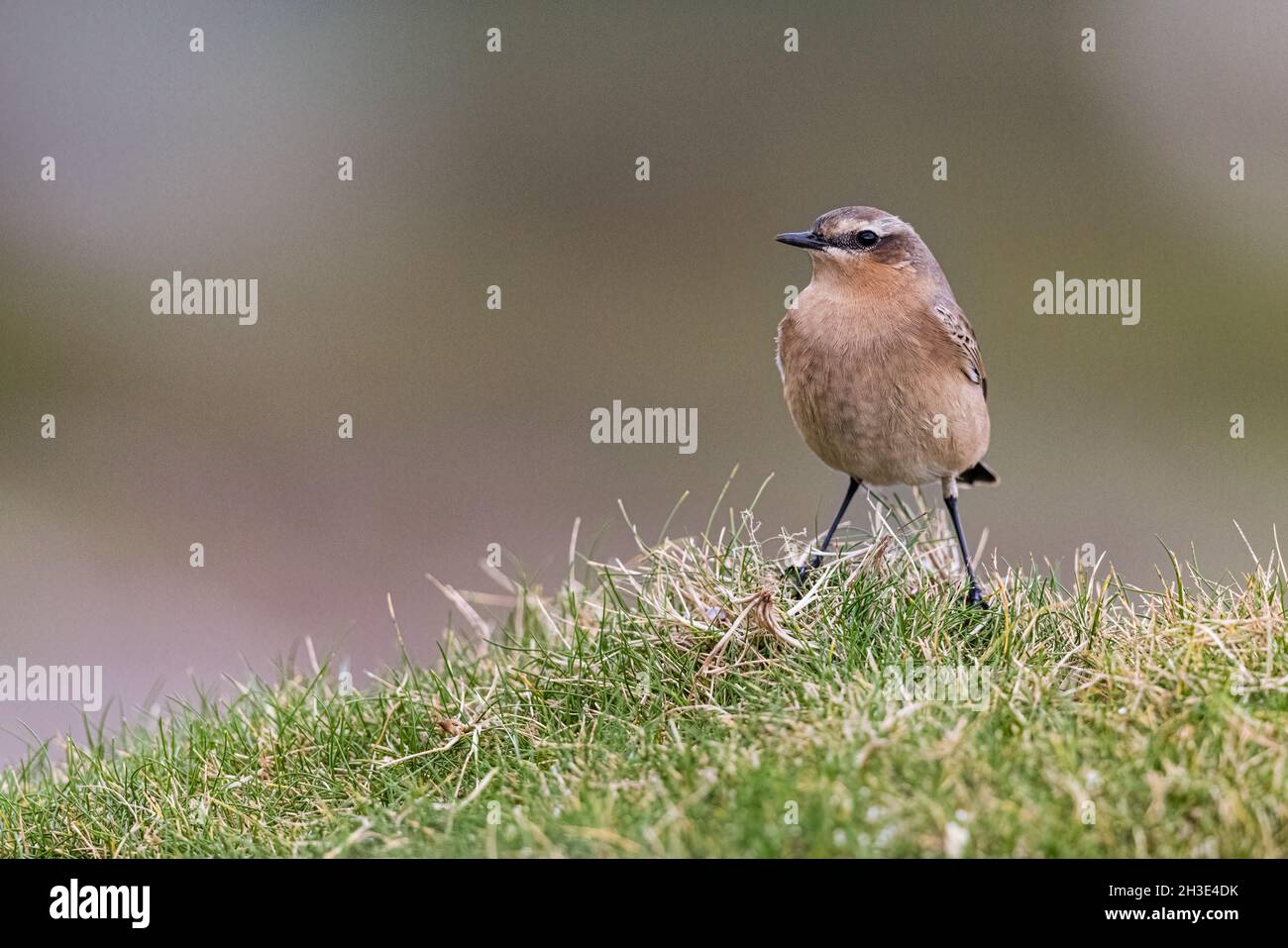 Scottish birdwatching hi-res stock photography and images - Alamy