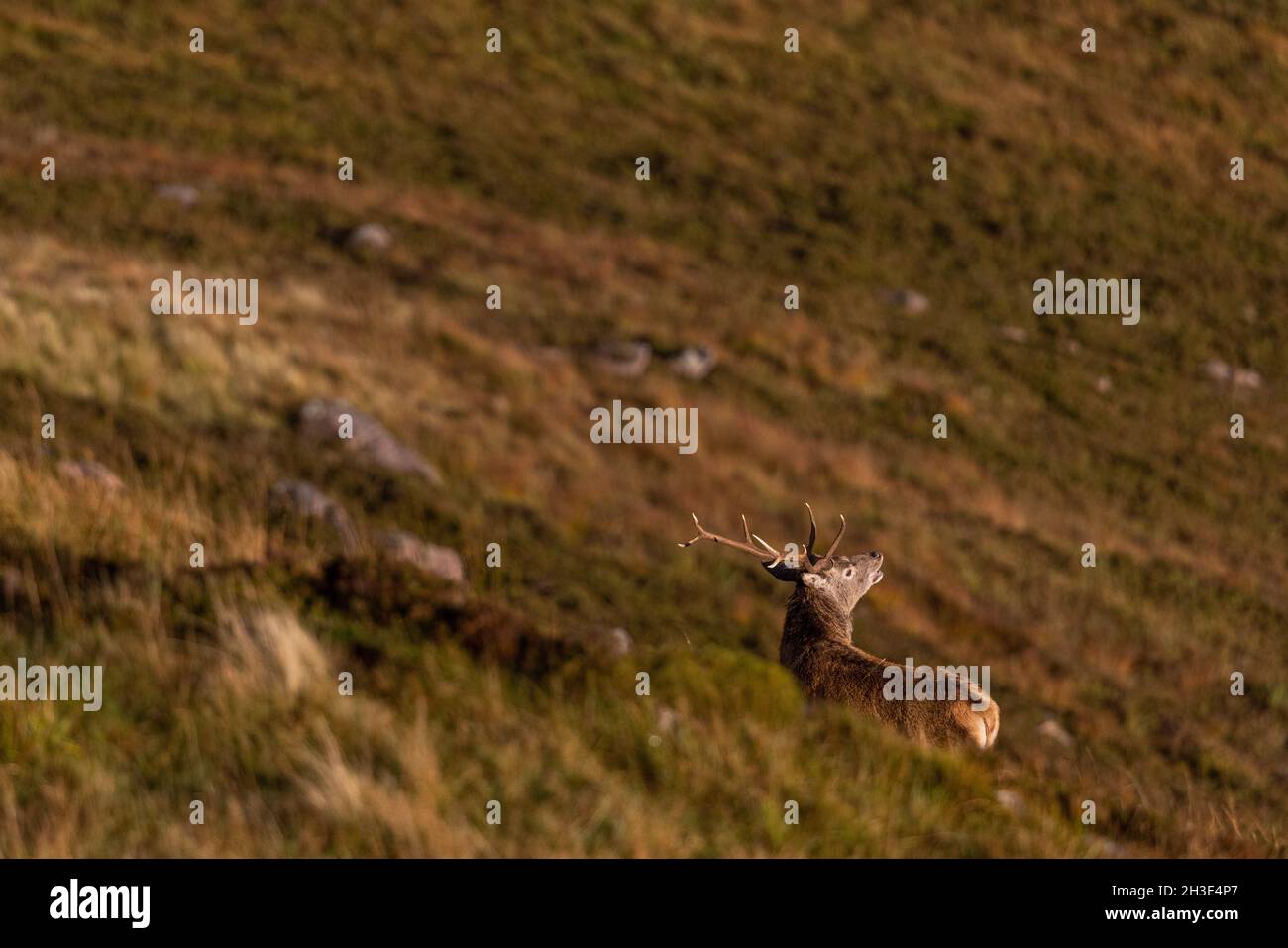 Red Deer stag in the Scottish Highlands Stock Photo - Alamy