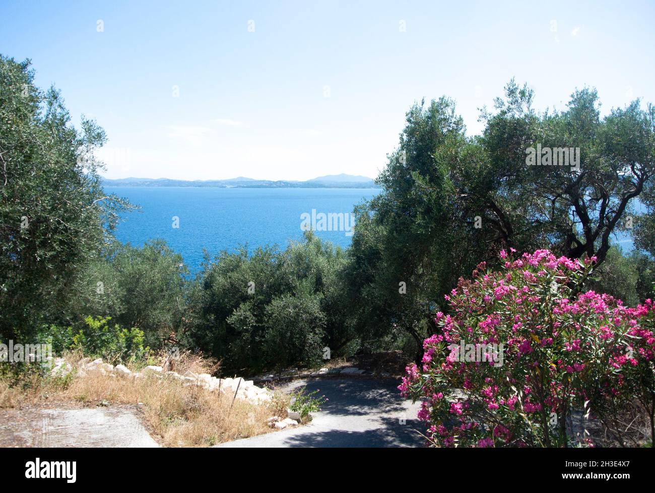 Nissaki village, Corfu island, Greece Olive trees on a hillside above ...