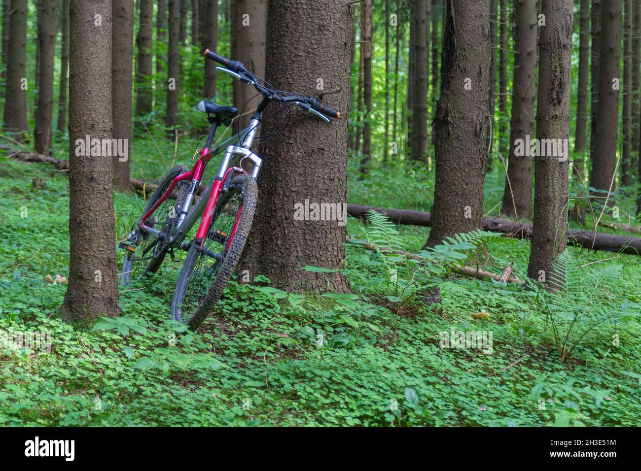 Mountain bike is standing in the forest. Dark photo of the bicycle in ...