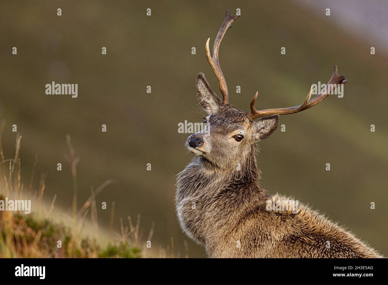 Red Deer stag in the Scottish Highlands Stock Photo - Alamy