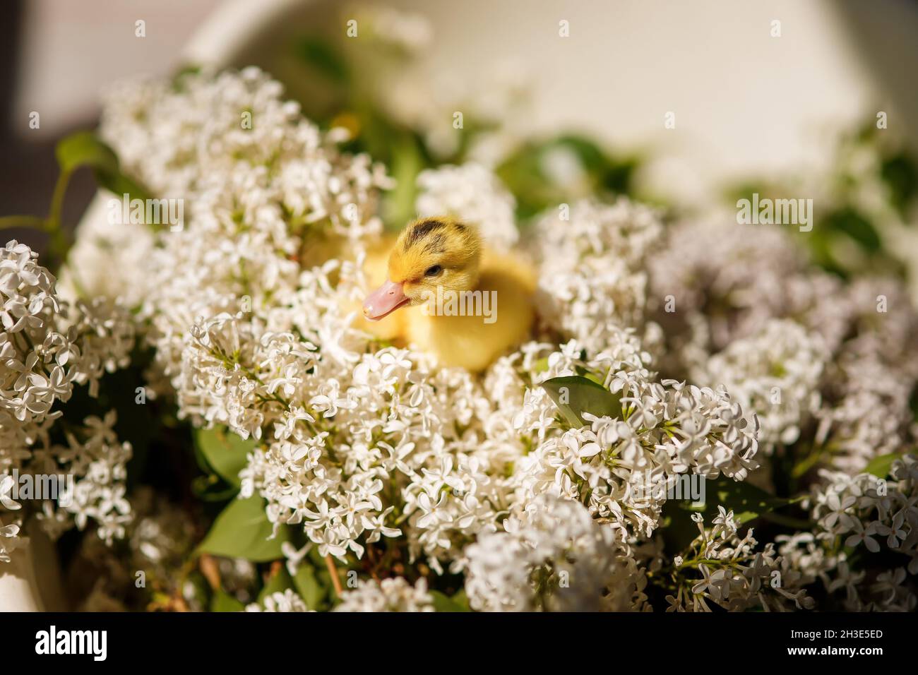 Yellow duckling in flowers of white lilac Stock Photo - Alamy
