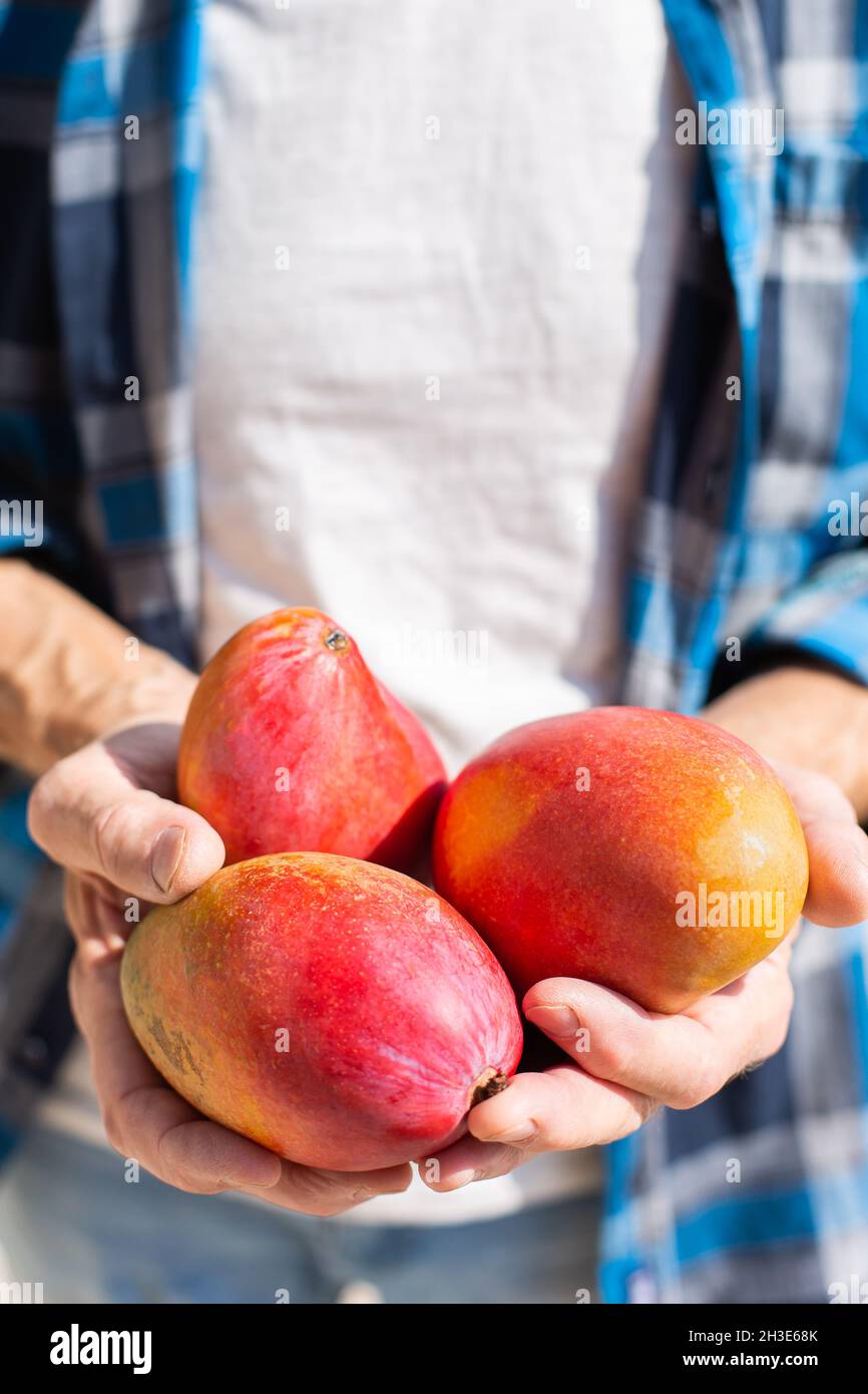 Mango standing hi-res stock photography and images - Alamy