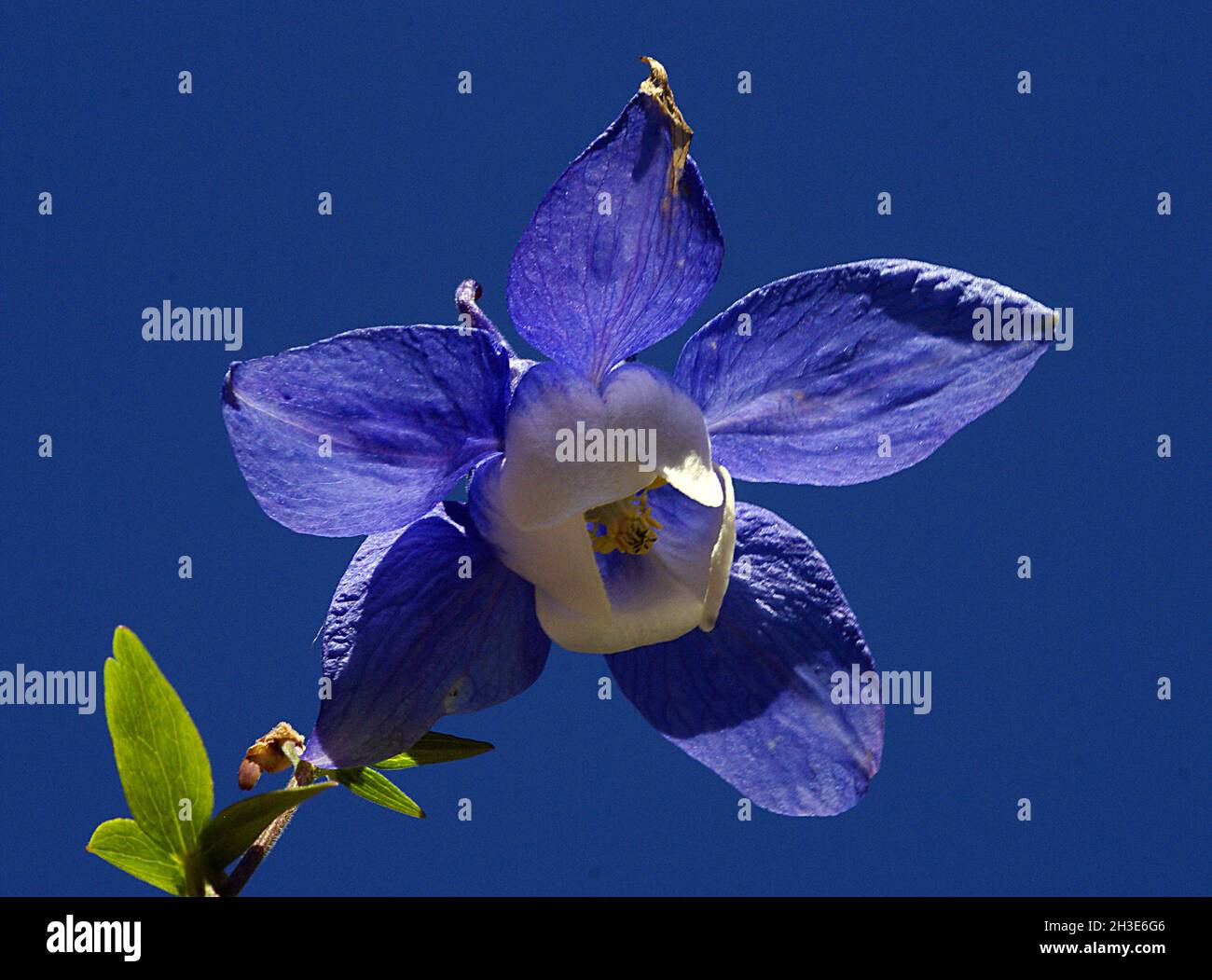 fresh flowers a thing of beauty Stock Photo - Alamy