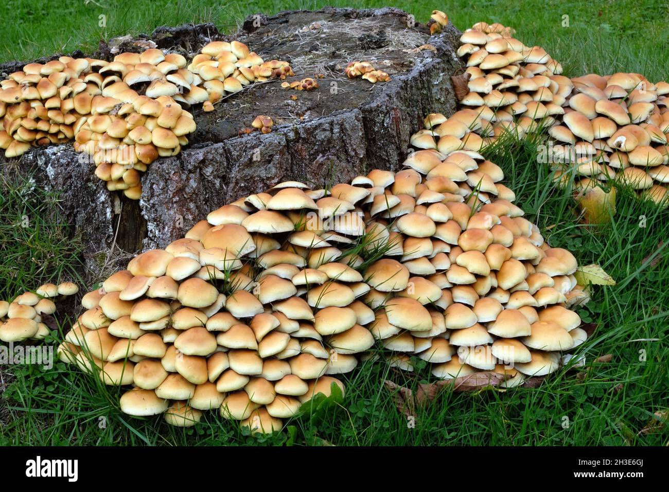 Clustered Brittlestem fungi - Psathyrella multipedata - on a rotting ...