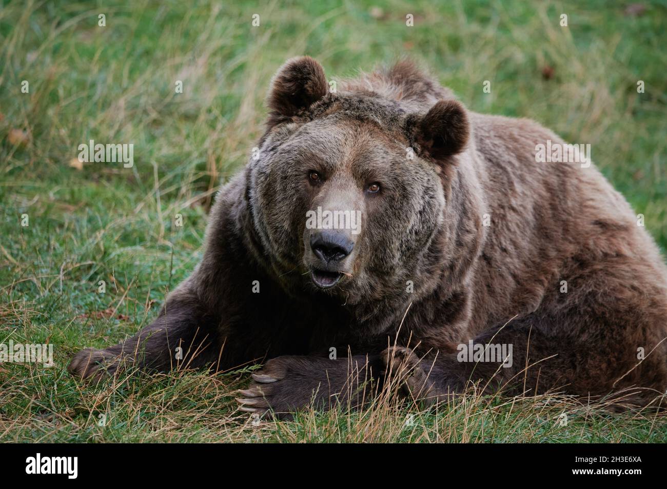 Brown bear lying down in hi-res stock photography and images - Alamy