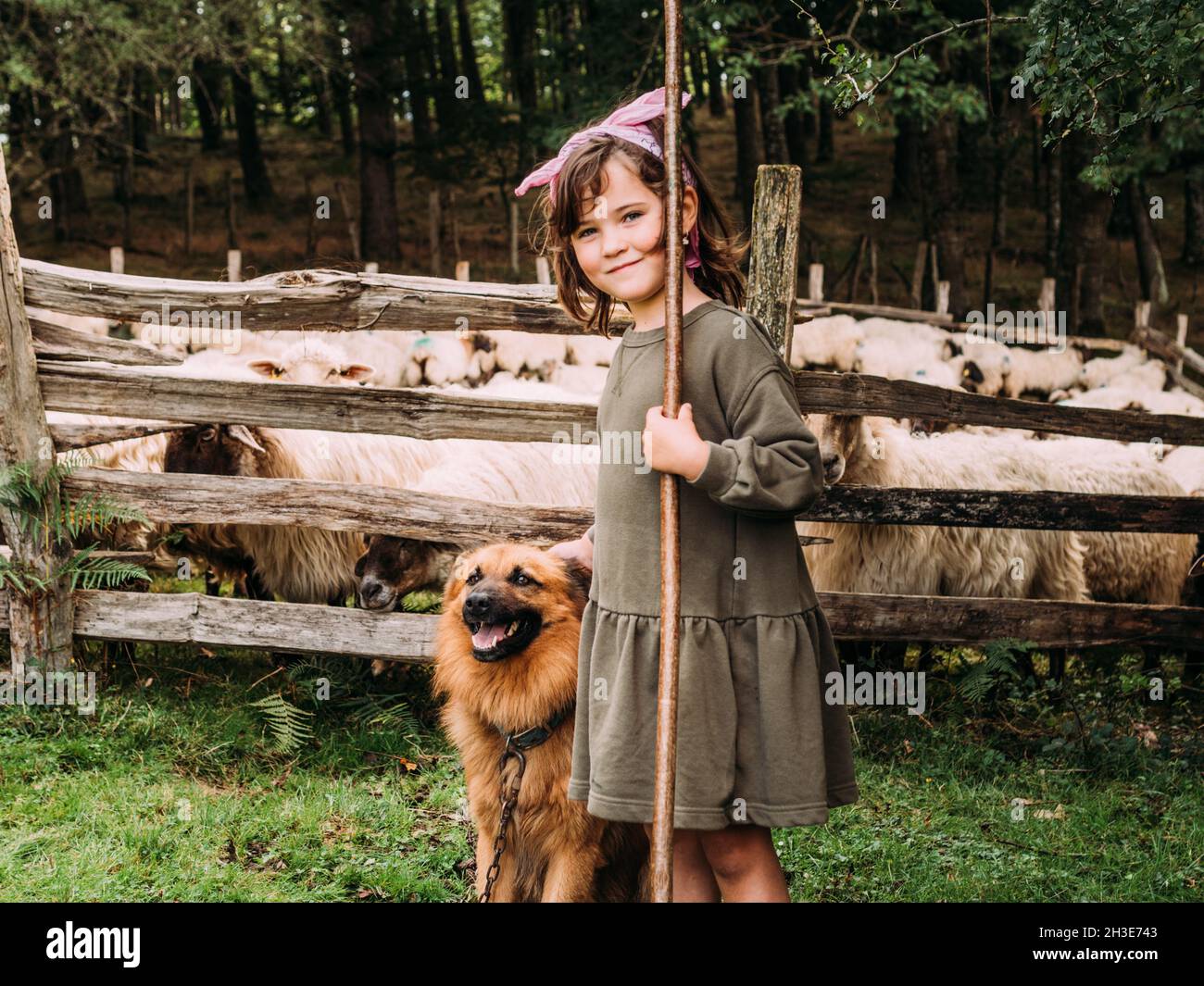 Side view of cute little girl caressing obedient Basque Shepherd Dog ...