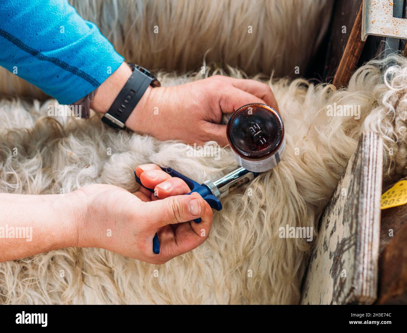 Vet sheep syringe hi-res stock photography and images - Alamy