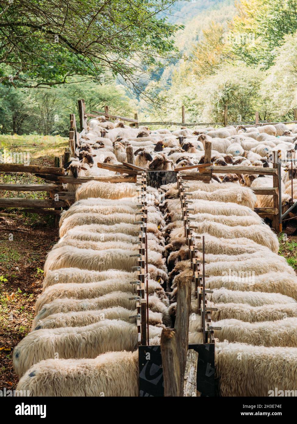 Sheep markings flock wool hi-res stock photography and images - Alamy