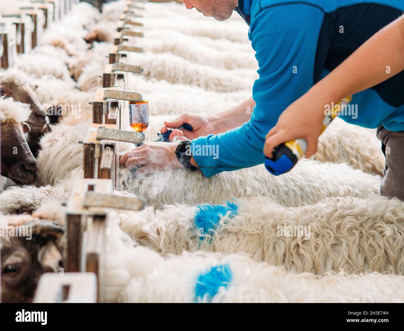 Vet sheep syringe hi-res stock photography and images - Alamy