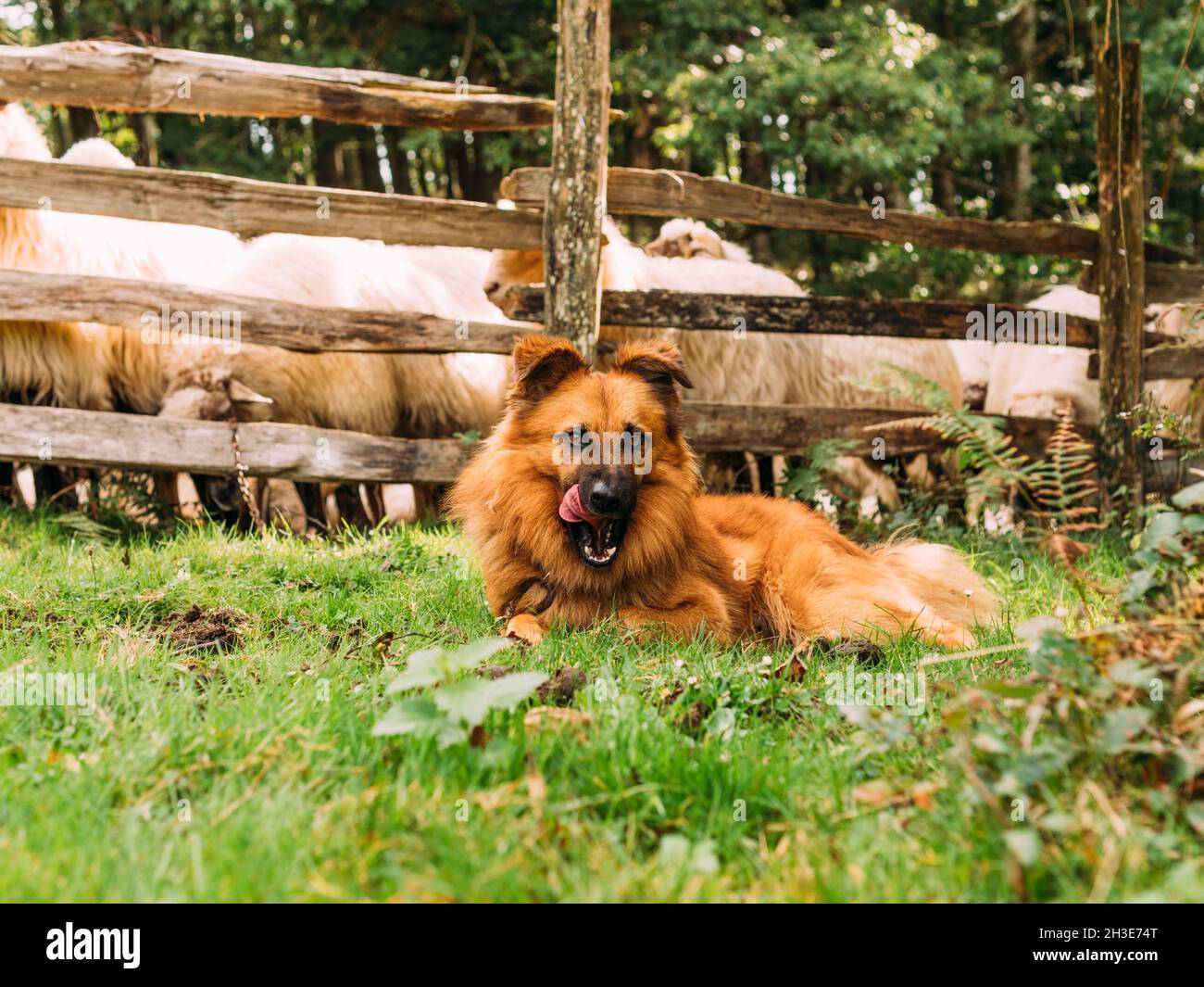 Sheep dogs guarding sheep hi-res stock photography and images - Alamy