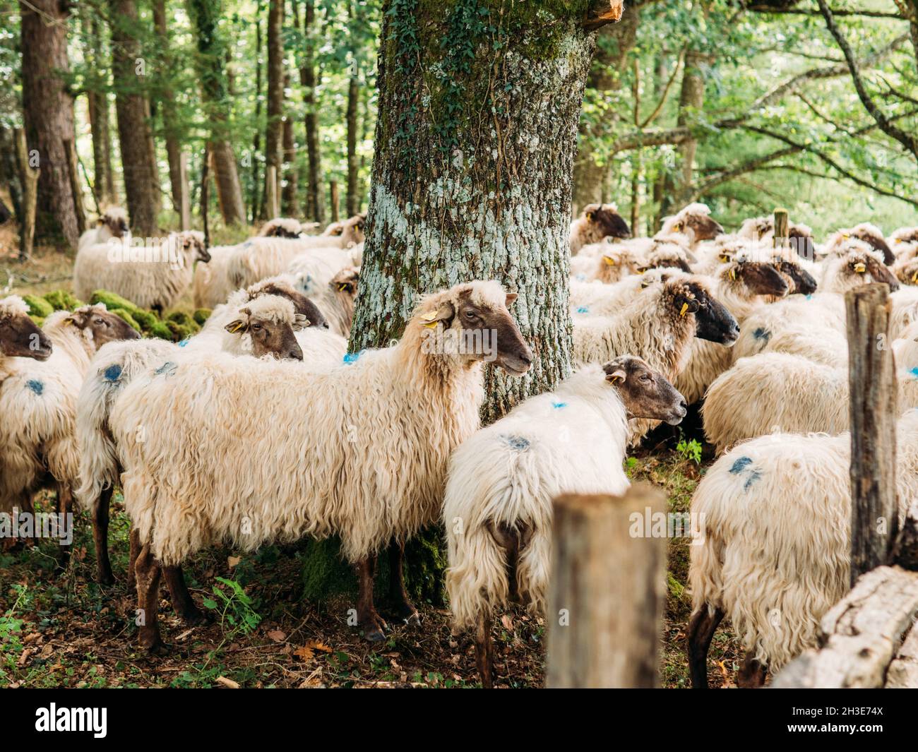 Flock of fluffy sheep with dyed spots on wool standing near green trees ...
