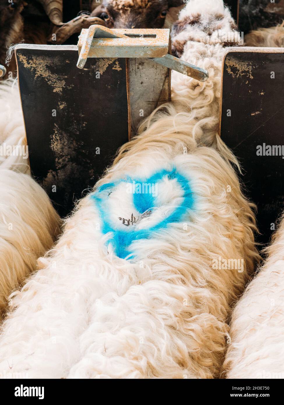 Marking Sheep With Paint High Resolution Stock Photography and Images ...