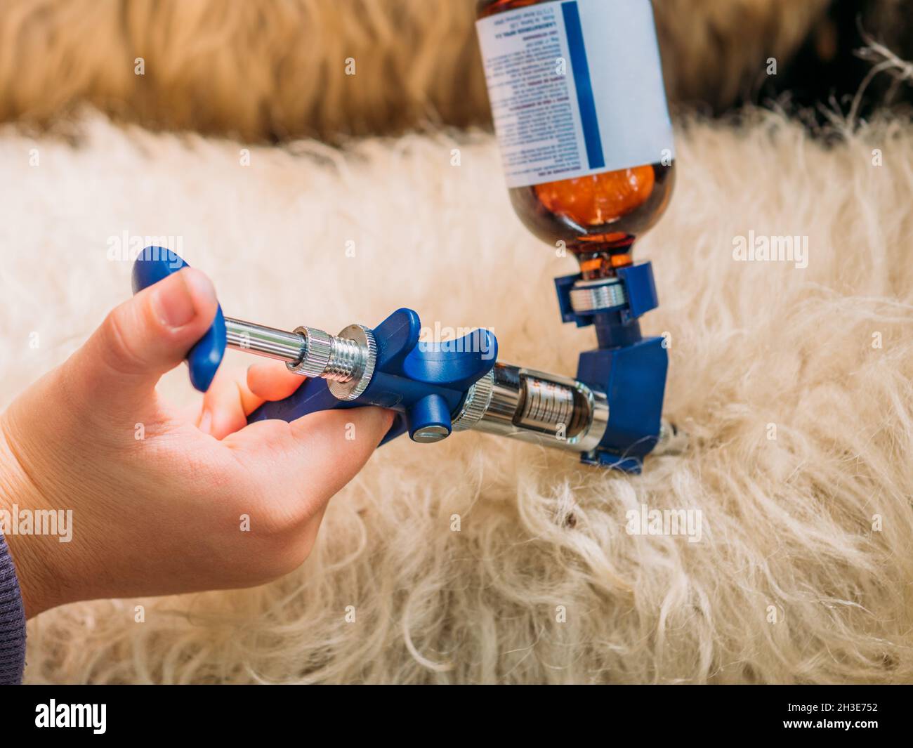 From above of crop unrecognizable male veterinarian making injection to ...