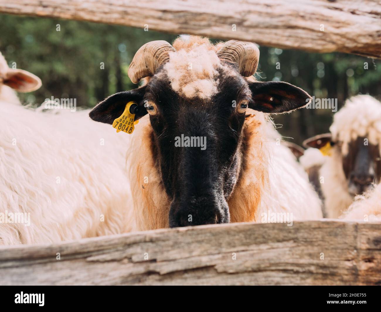 Purebred sheep hi-res stock photography and images - Alamy
