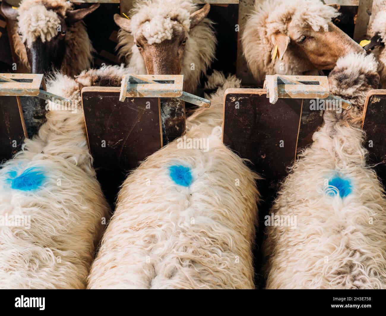 Sheep with blue markings hi-res stock photography and images - Alamy