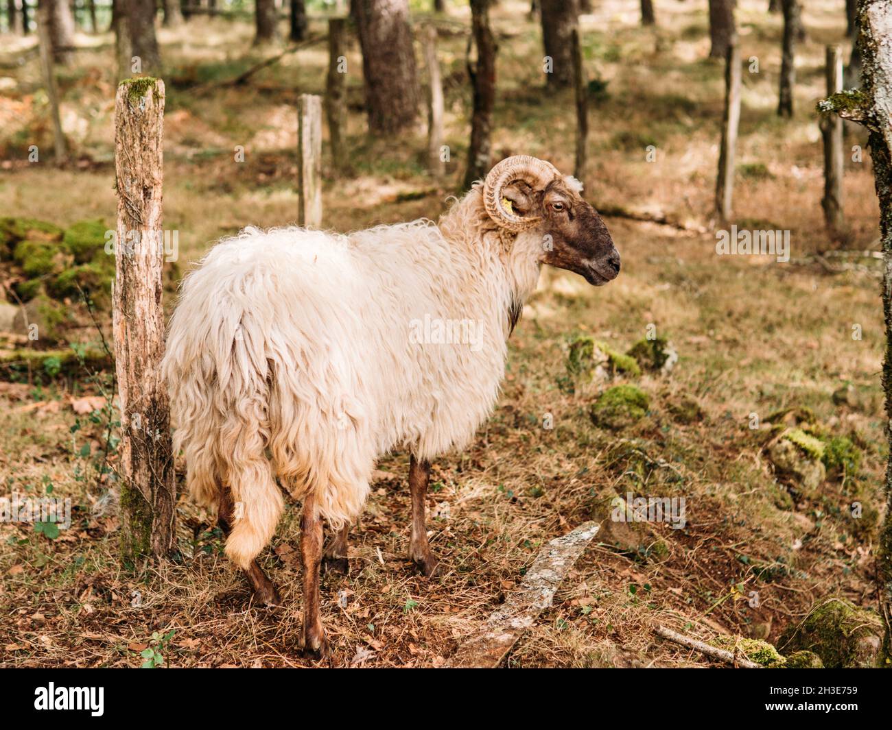 Side view of purebred sheep with curly horns and fluffy fur grazing on ...