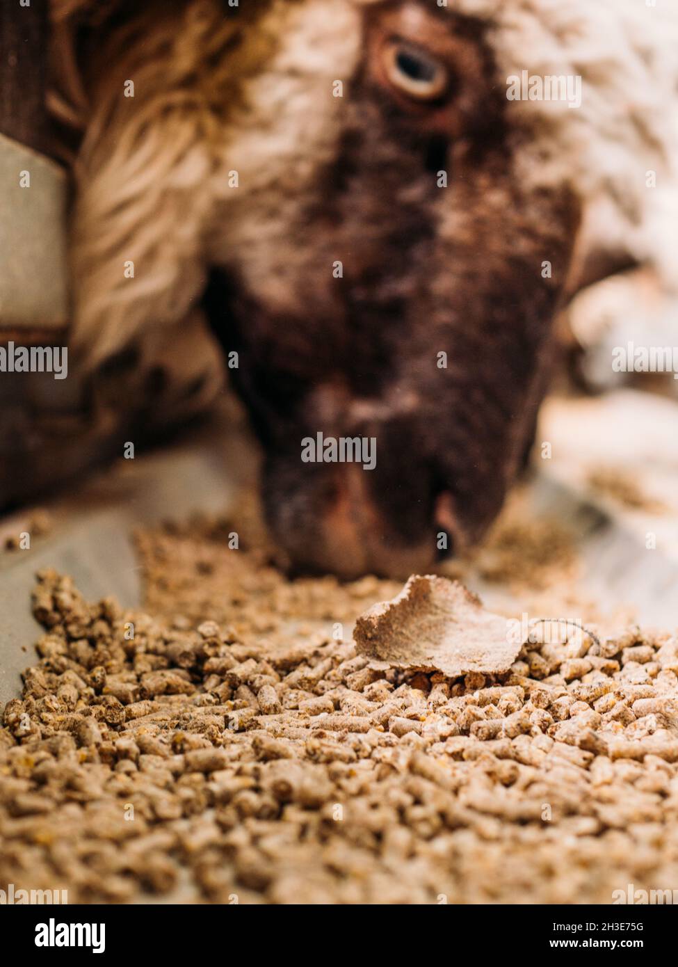 Ground level of hungry sheep eating feed in enclosure on sunny day in ...