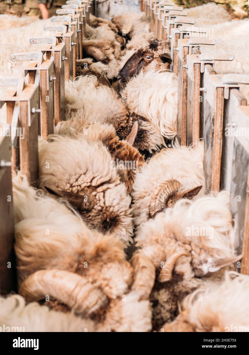 Cattle feeding above hi-res stock photography and images - Alamy