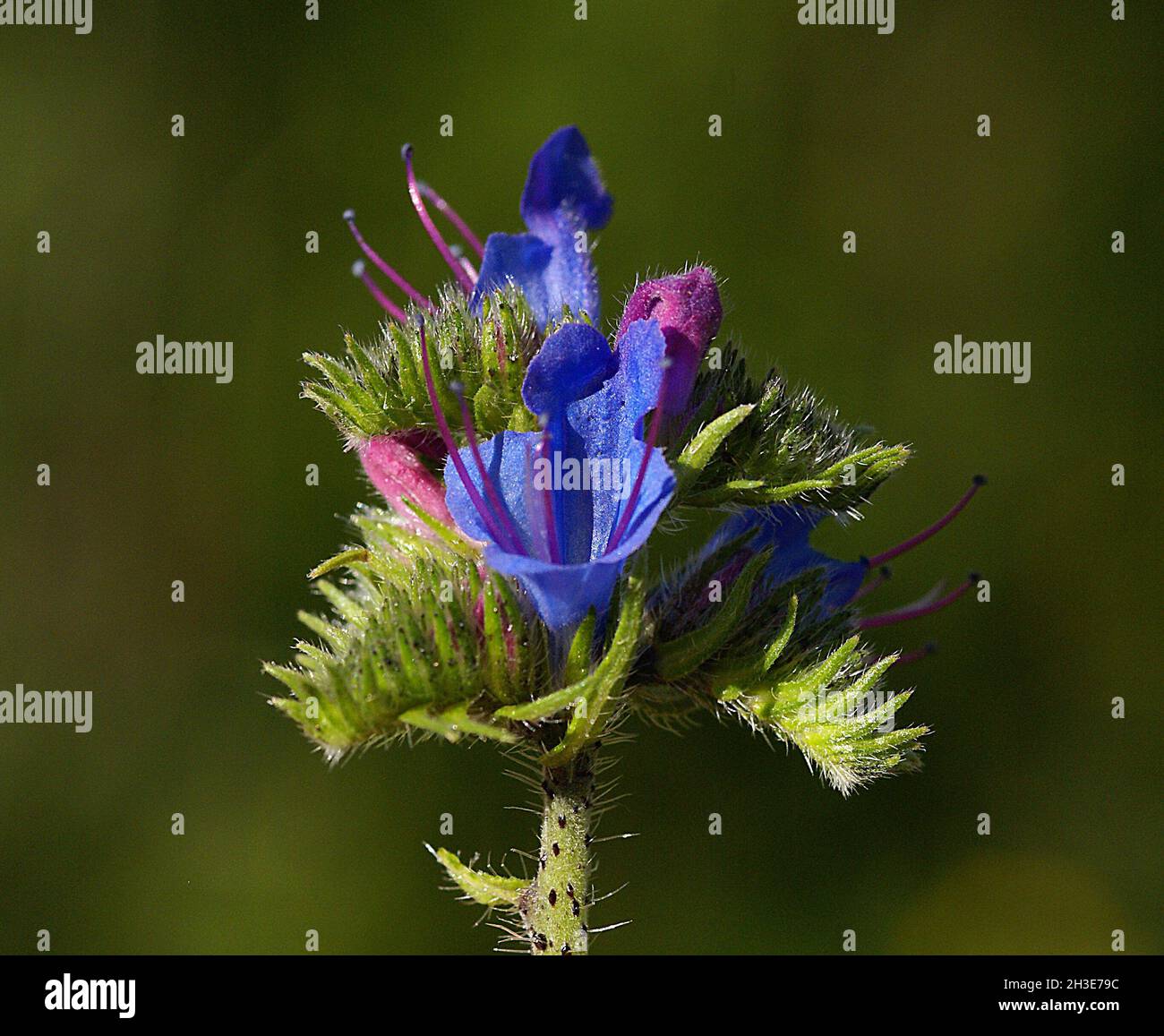 fresh flowers a thing of beauty Stock Photo - Alamy